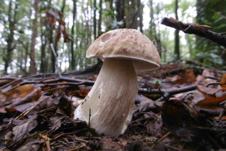 Guía completa para identificar y cocinar hongos boletus edulis